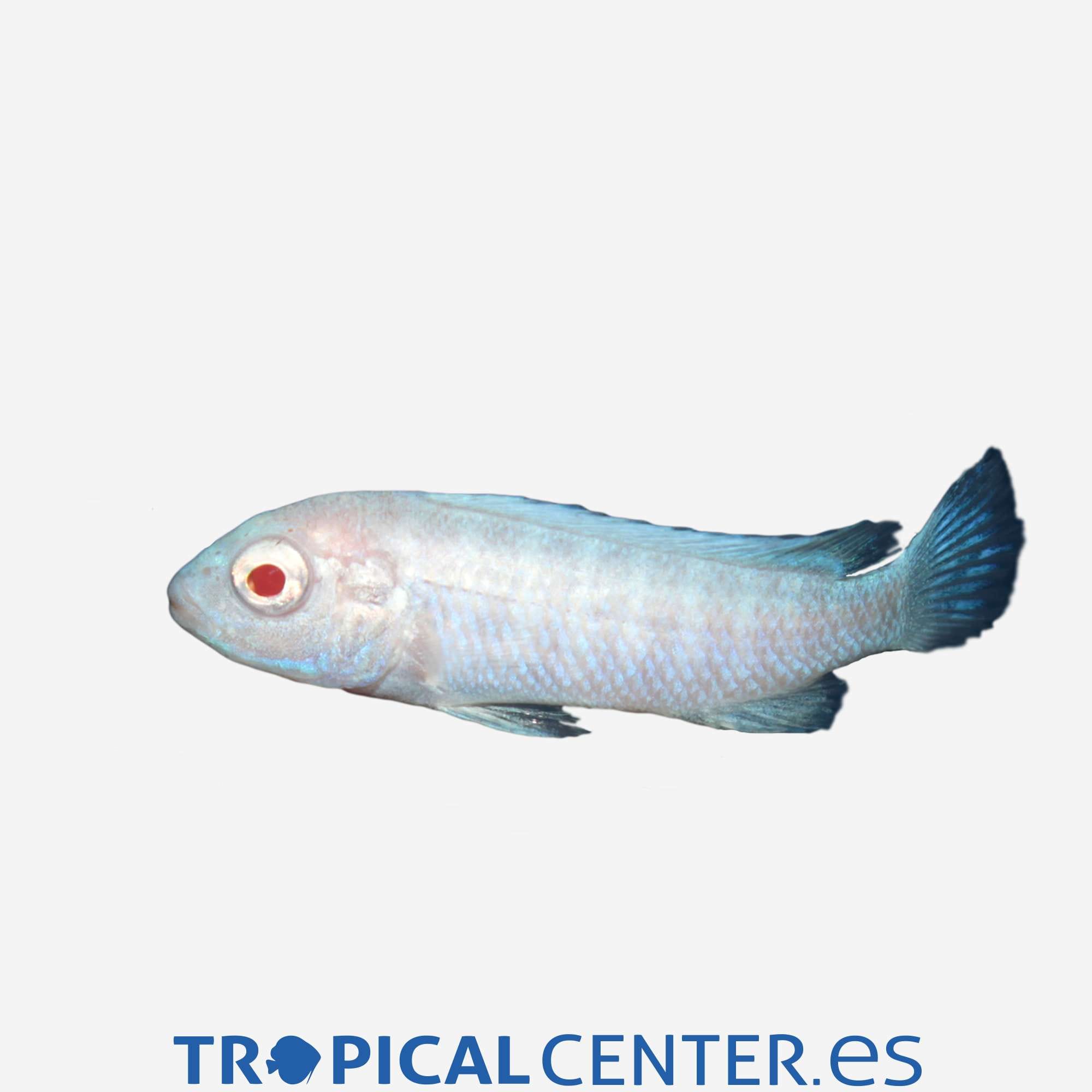 Mbuna Socolofi Albino » Tropical Center