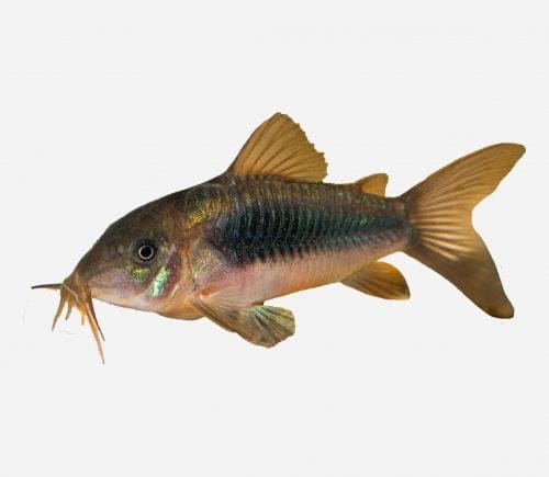 Coridoras archivos » Tropical Center