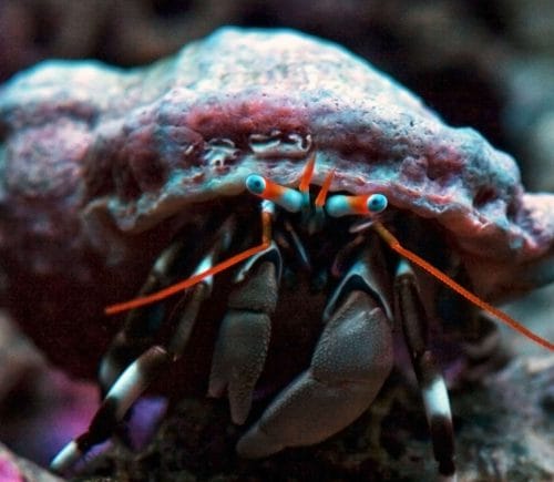 Agua salada archivos » Tropical Center