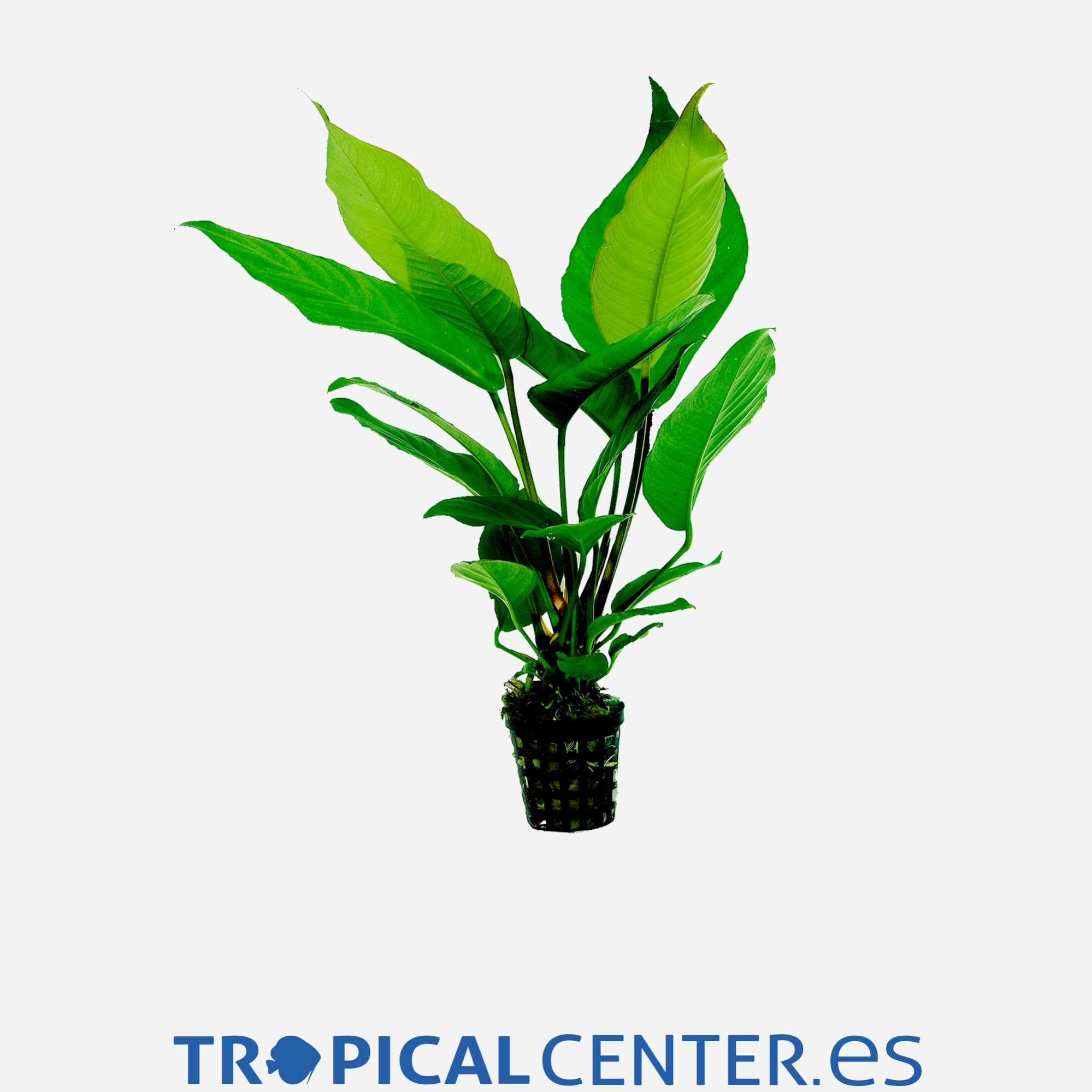 Anubias heterophylla » Tropical Center