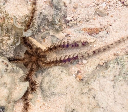 Erizos y estrellas de mar archivos » Tropical Center