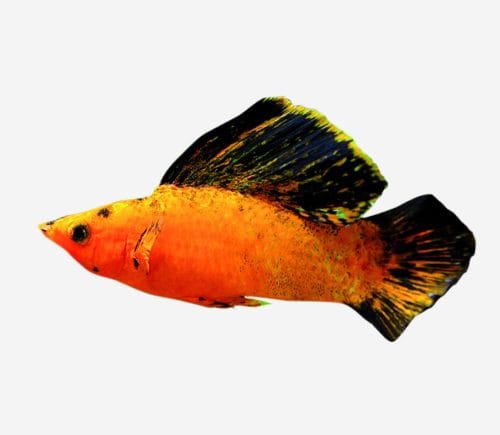 Mollys archivos » Tropical Center