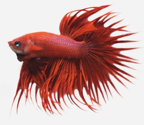 Bettas (Anabántidos) archivos » Tropical Center