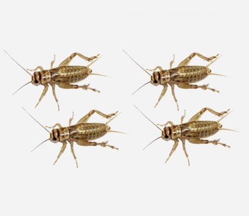 Alimentos archivos » Tropical Center