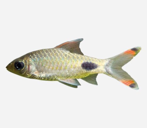 Agua dulce archivos » Tropical Center