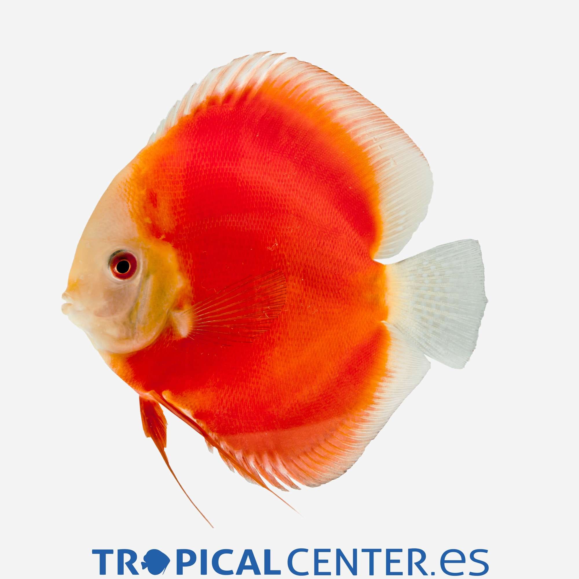 Disco Melón rojo 💎HQF💎 » Tropical Center