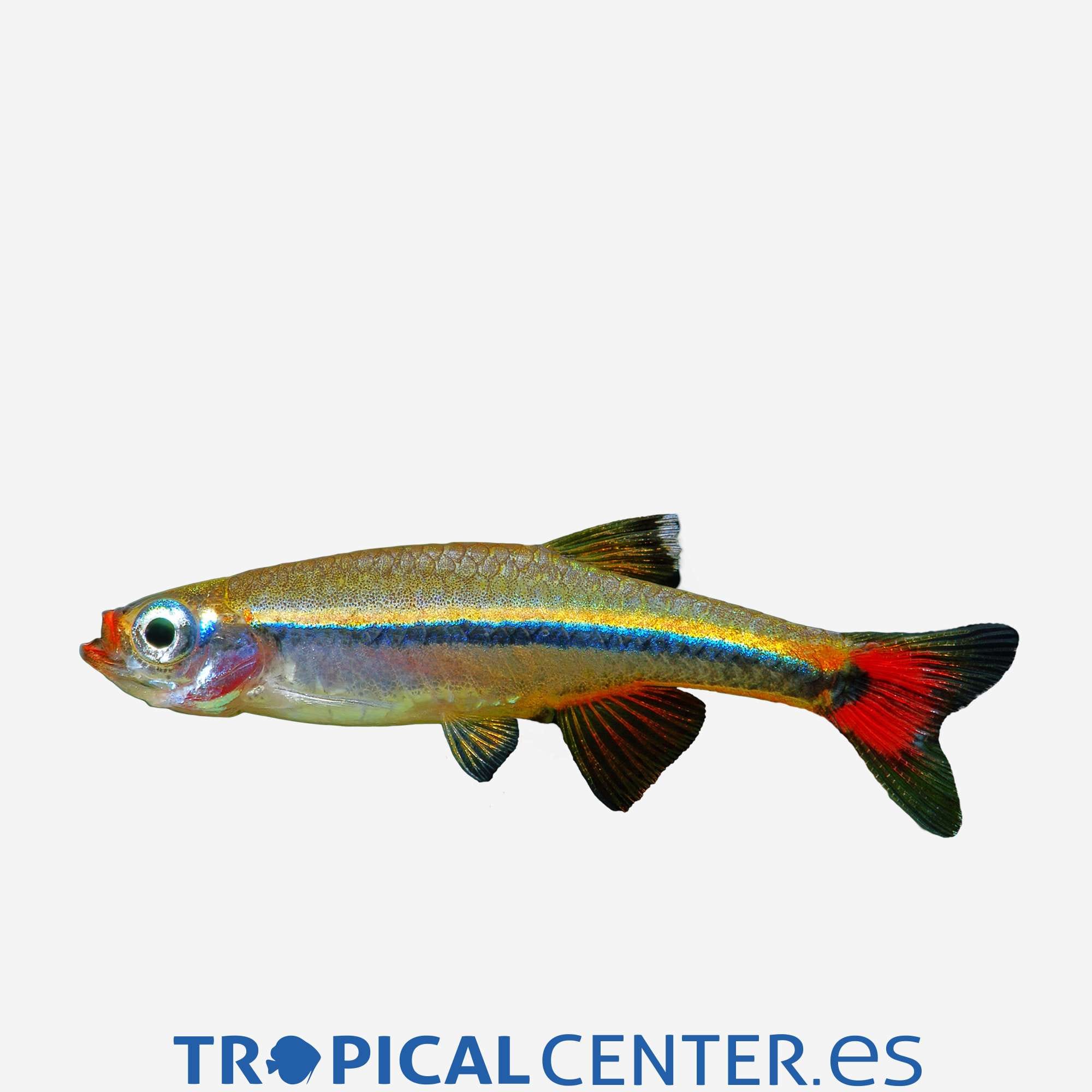 Neón chino 💎HQF💎 » Tropical Center