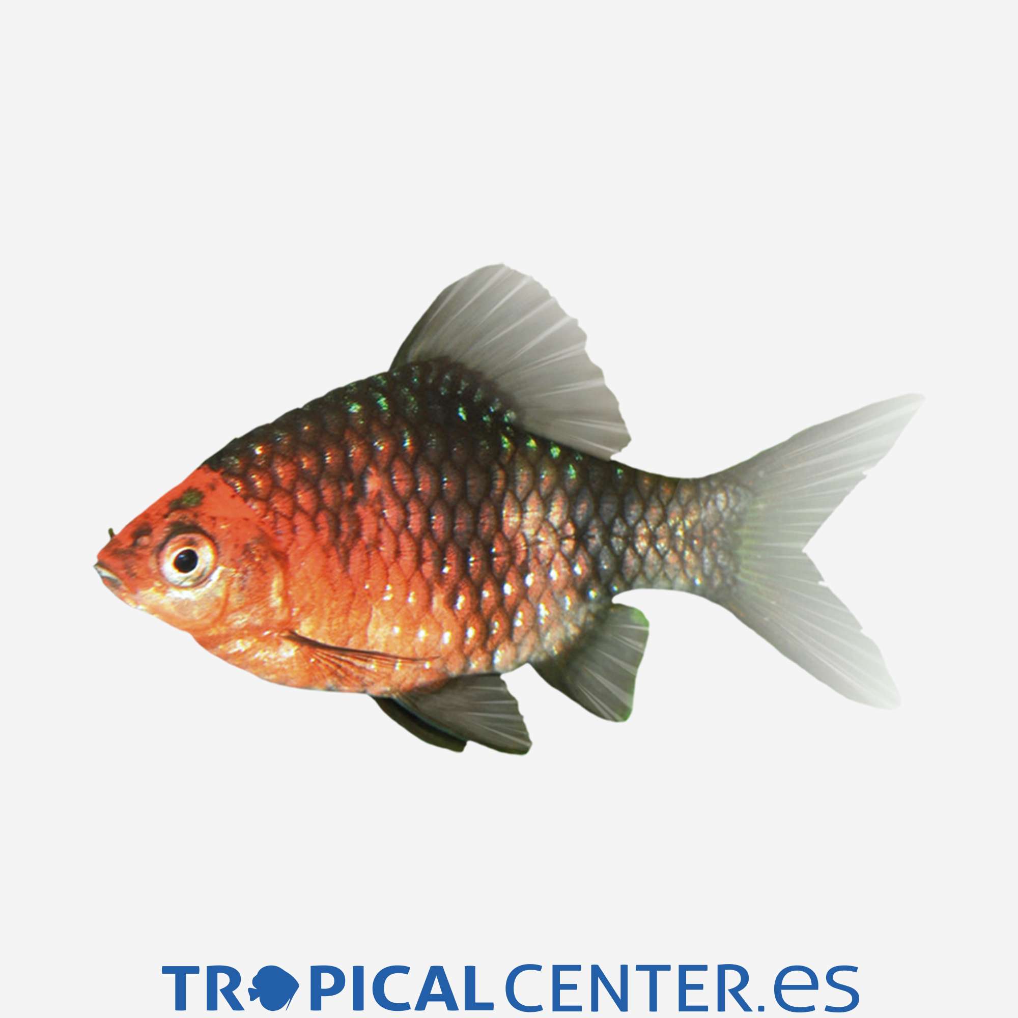 Barbo rubí negro 💎HQF💎 » Tropical Center